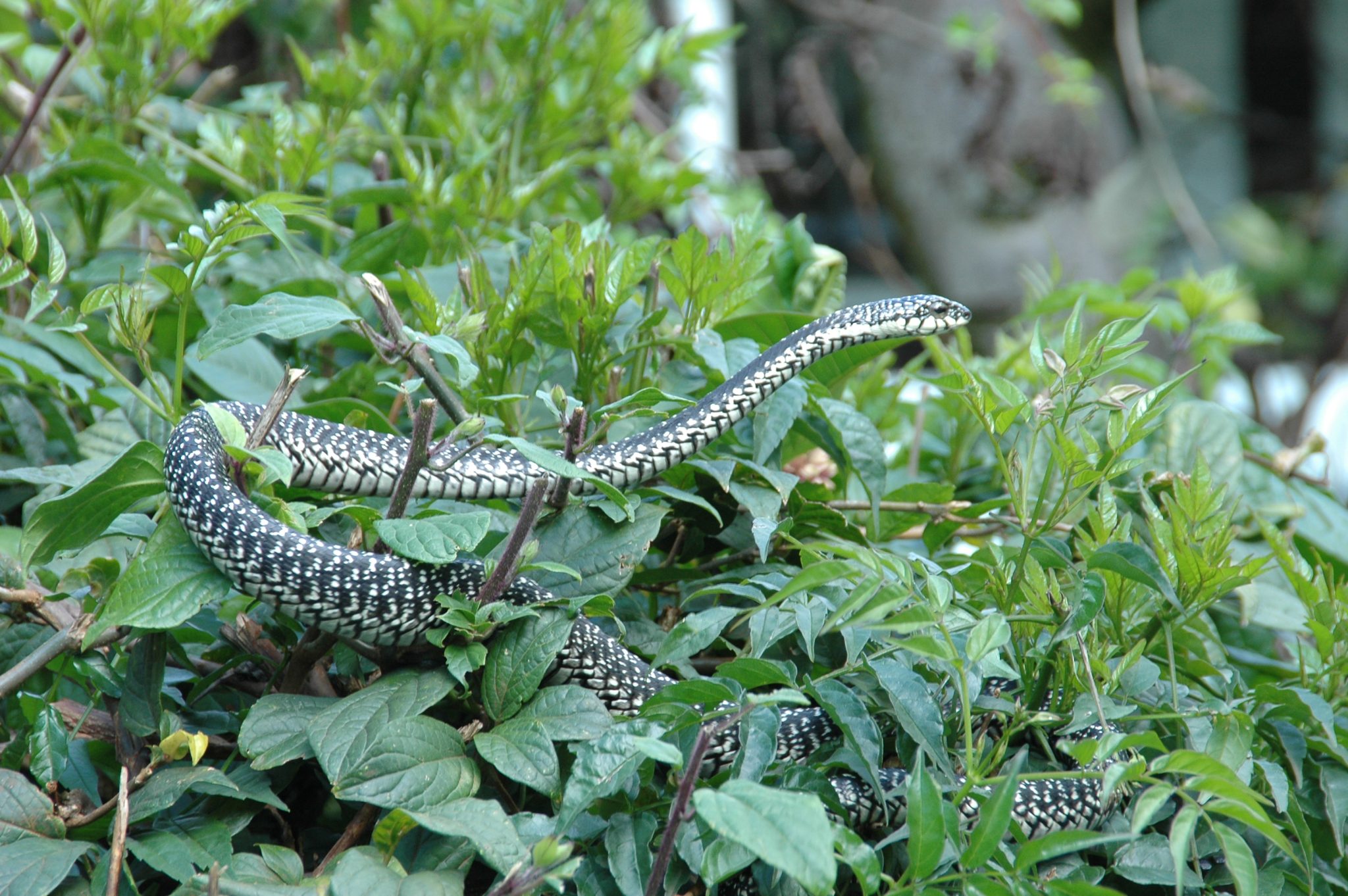 Nairobi Snake Park and Aquarium – National Museums of Kenya