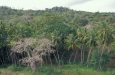 Sacred Mijikenda Kaya Forests – National Museums of Kenya